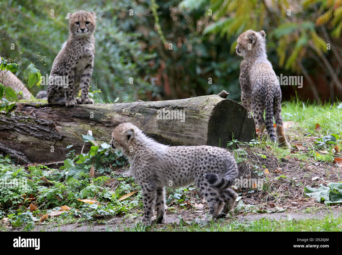 Hand raised cheetah hi-res stock photography and images - Alamy