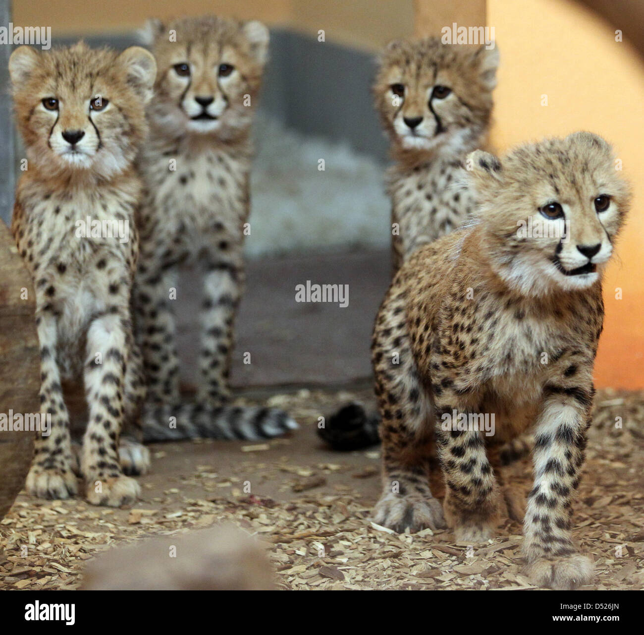 Hand raised cheetah hi-res stock photography and images - Alamy