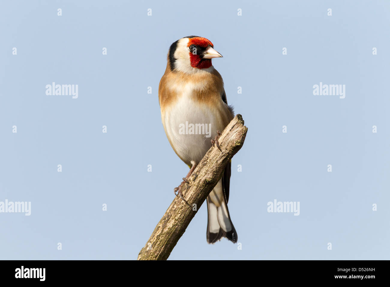 Goldfinch plain background hi-res stock photography and images - Alamy