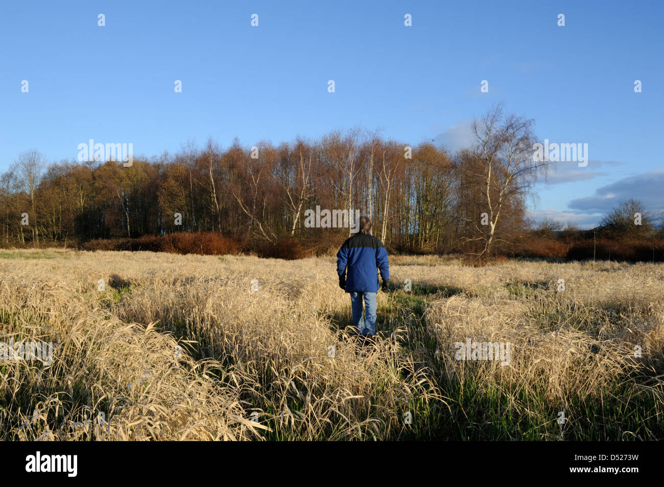 Man walking in meadow through tall grass towards a wooded area Stock ...