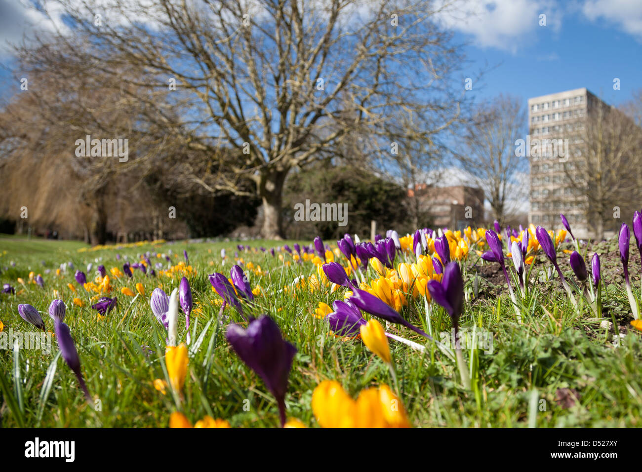 Crocuses blooming in Eastrop Park in Basingstoke, Hampshire Stock Photo ...