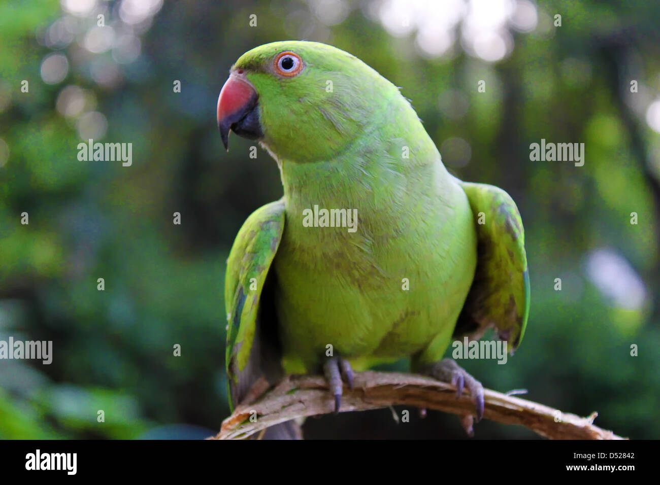 Rose ringed Parakeet close up Stock Photo - Alamy