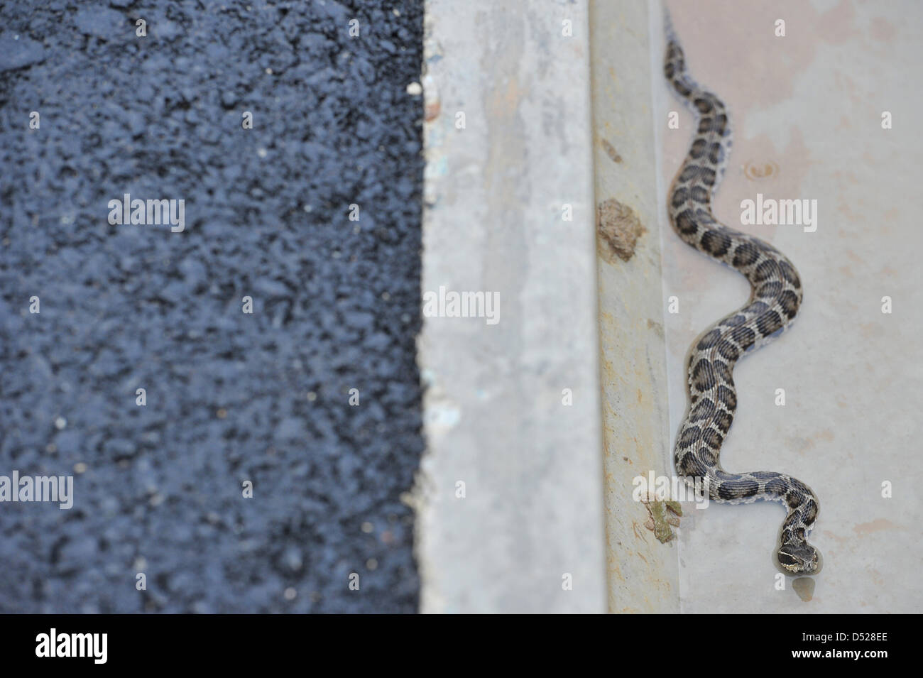 A viper slithers along the racetrack during a free training run before ...