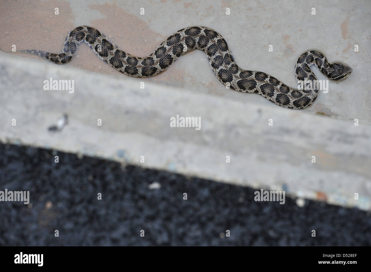 A viper slithers along the racetrack before the Korean GP at the Korea ...
