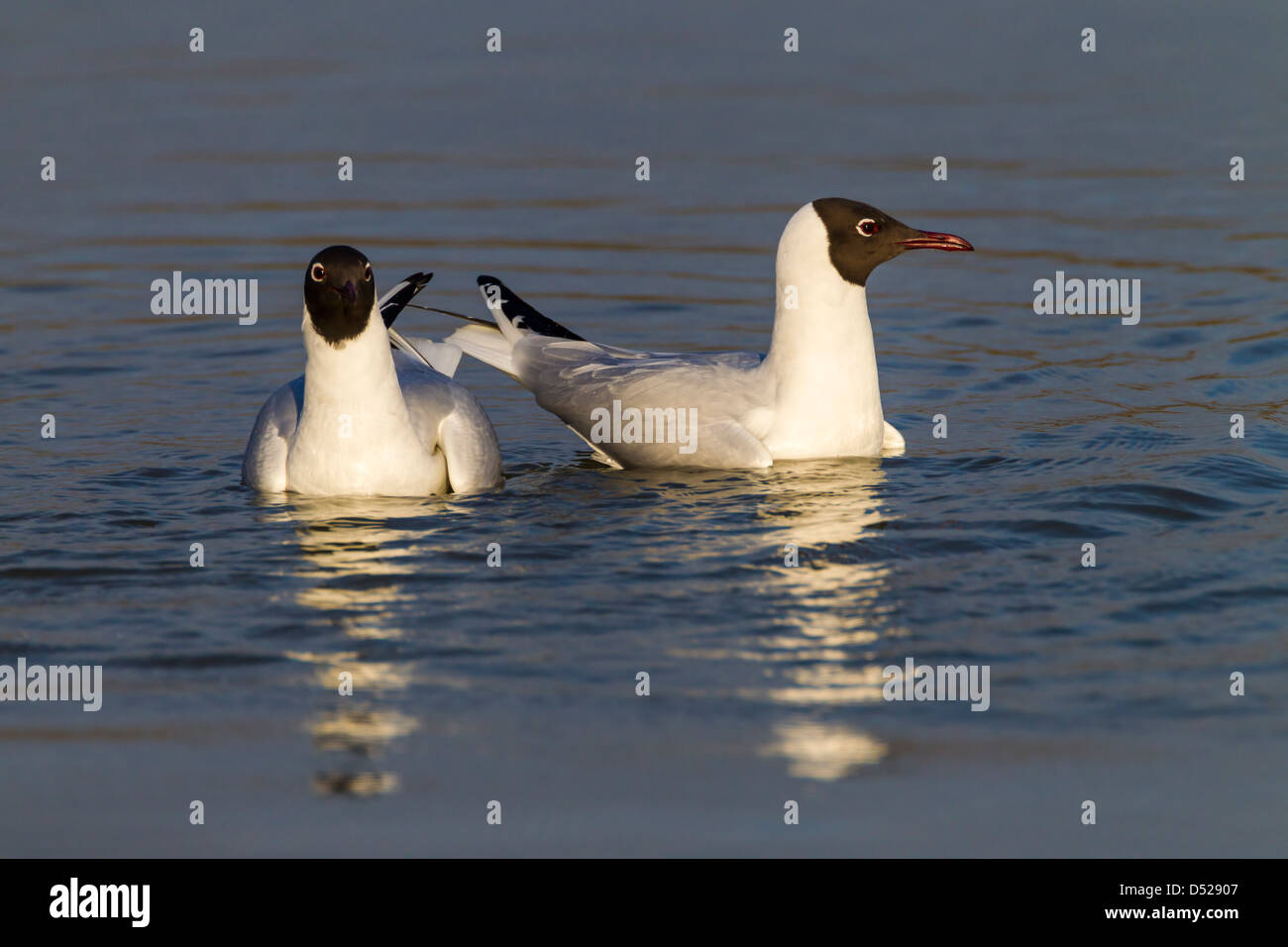 Black-headed Gull. Larus ridibundus (Laridae Stock Photo - Alamy