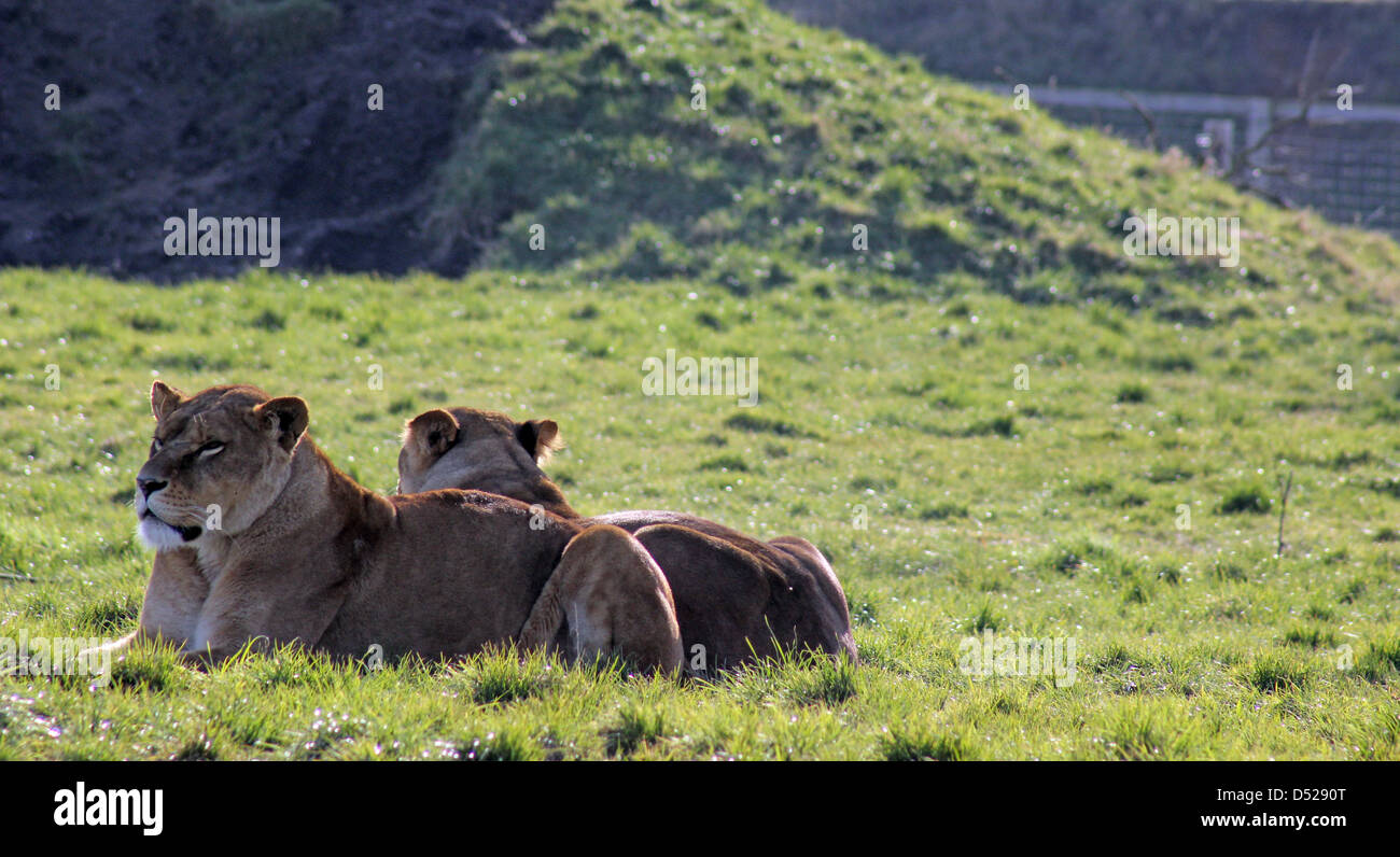 Majestic lions head hi-res stock photography and images - Alamy