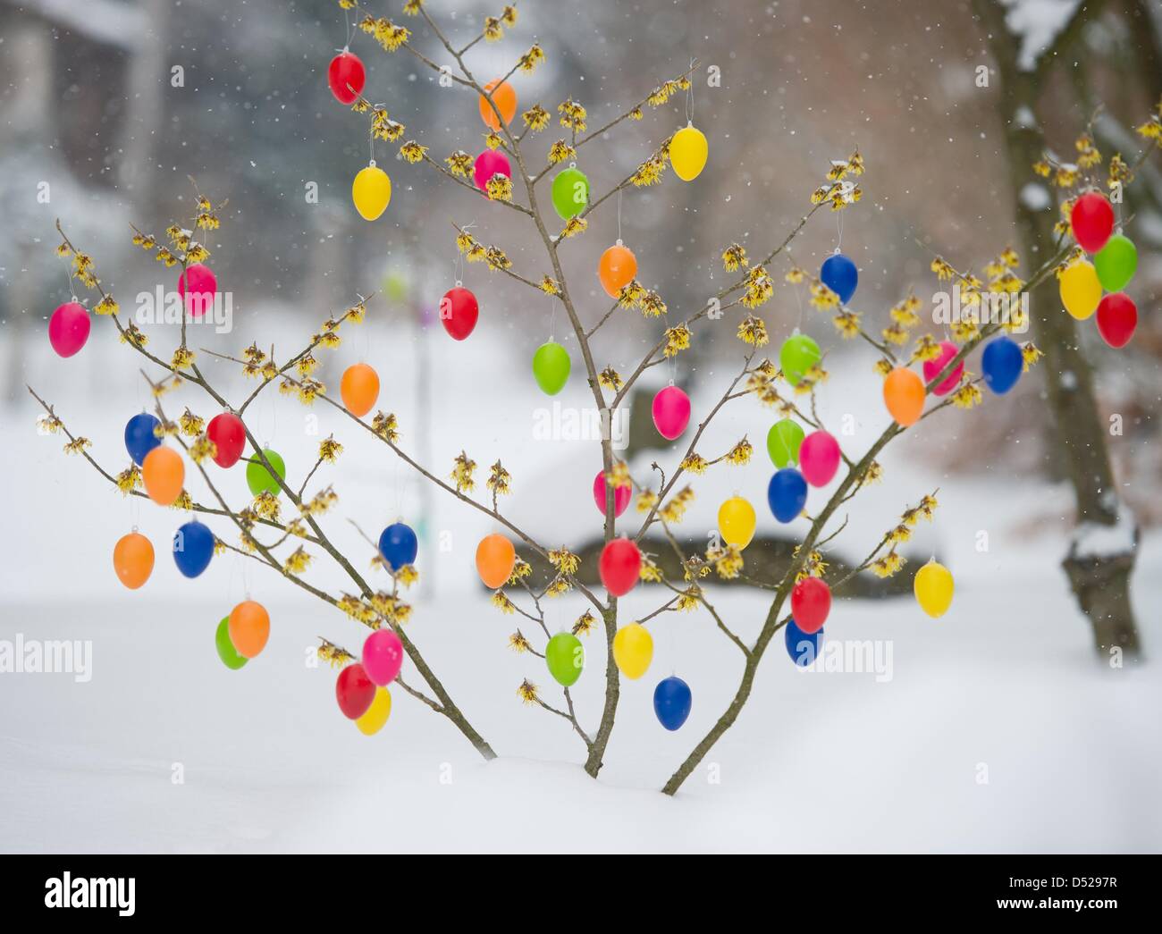 Coloured Easter eggs hang on a blossoming Witch-hazel in a snow-covered ...