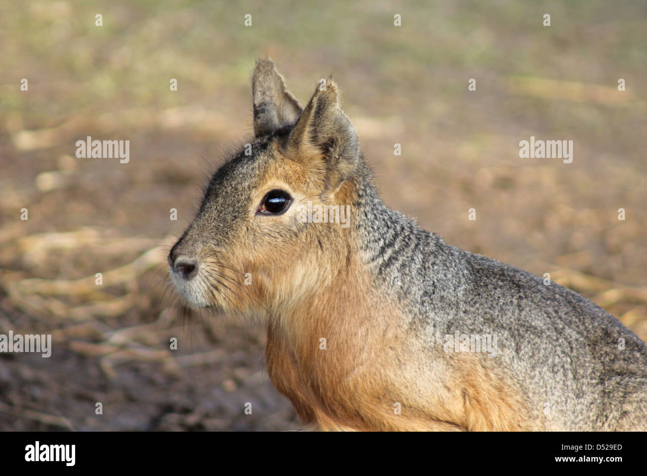Cute baby patagonian mara dolichotis hi-res stock photography and ...