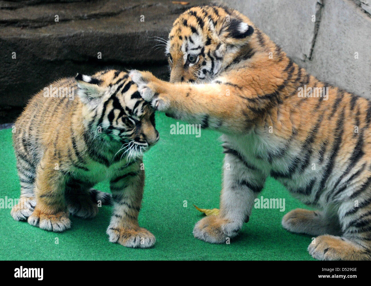 Sumatra tiger and cubs in the wild hi-res stock photography and images ...