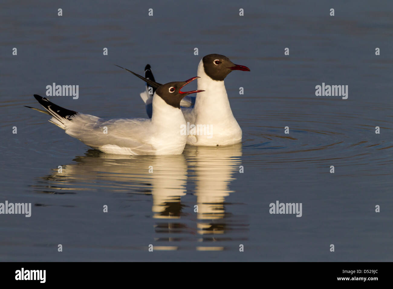 Female laridae hi-res stock photography and images - Alamy