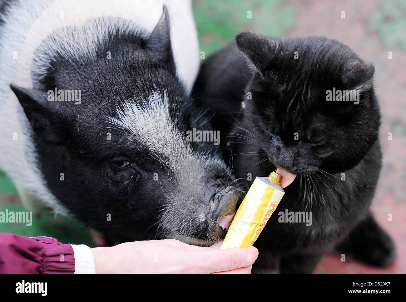 Tomcat Filou and miniature pig Fionella nibble cheese out of a tube ...
