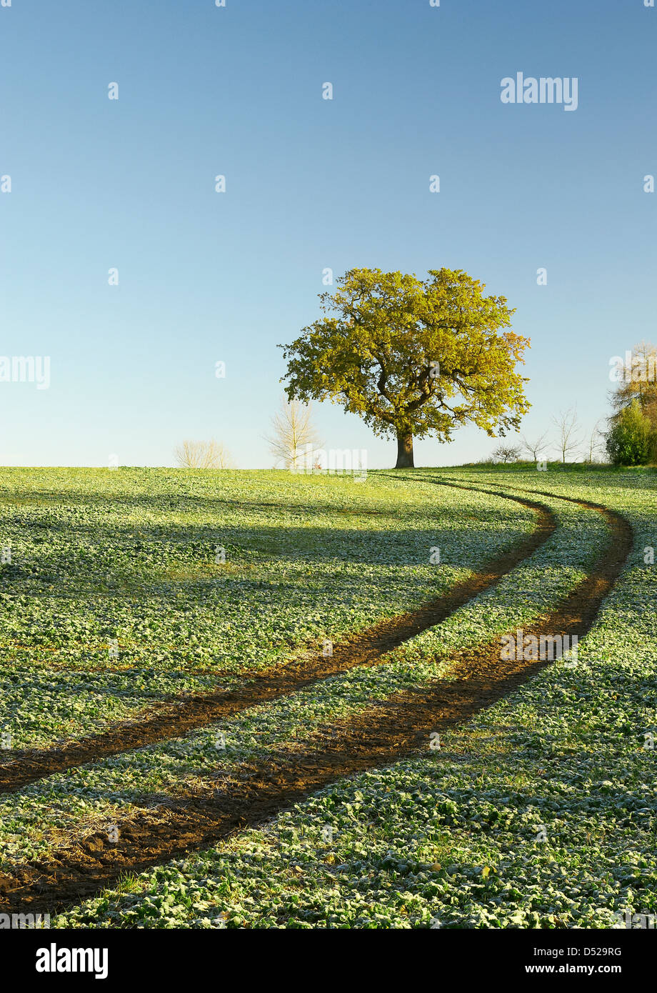 Field with tracks hi-res stock photography and images - Alamy