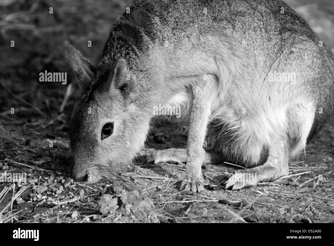 Patagonian rabbit Black and White Stock Photos & Images - Alamy