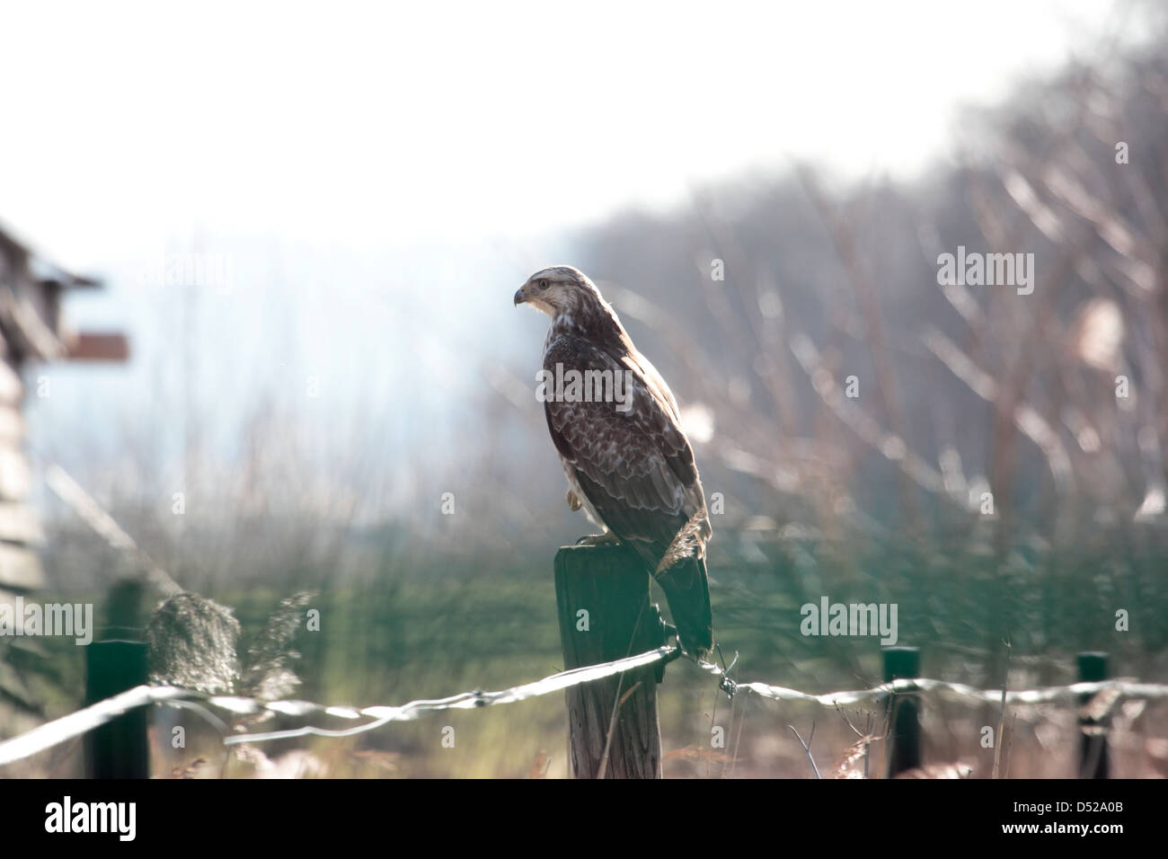 Buzzard sitting on pole hi-res stock photography and images - Alamy