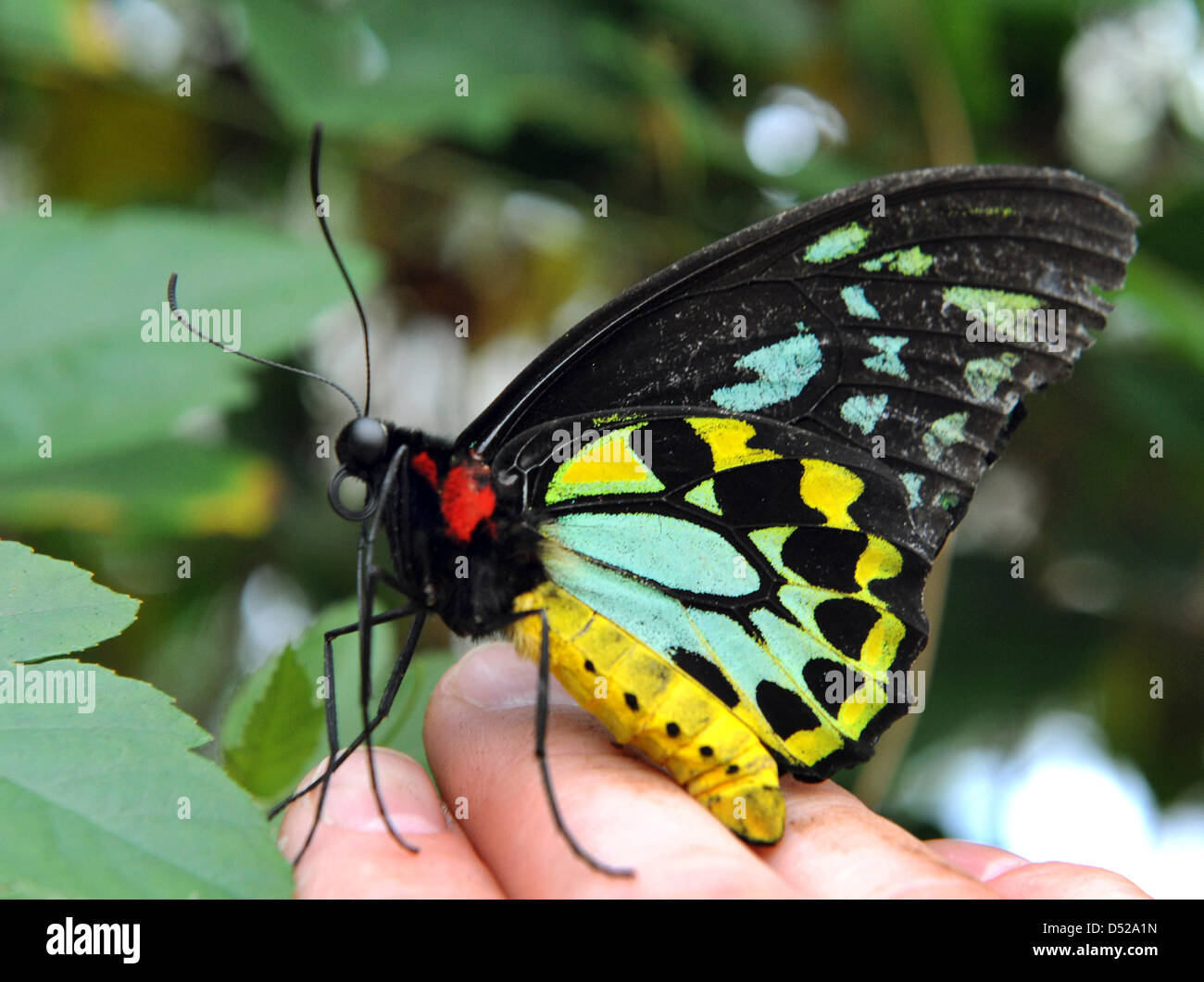 A common green birdwing at Alaris butterfly park in Wittenberg, Germany ...