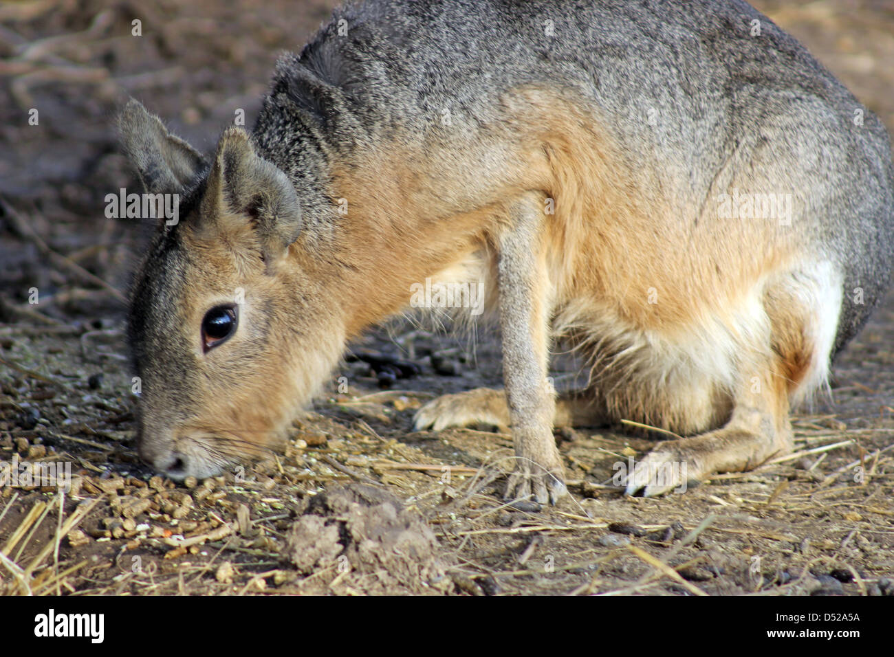 Cute baby patagonian mara dolichotis hi-res stock photography and ...
