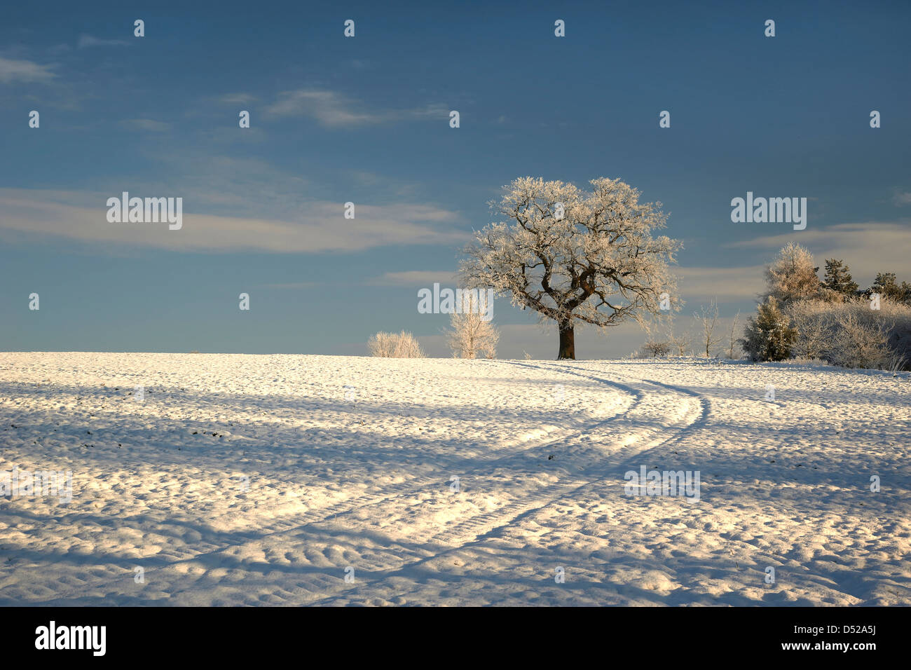 Single oak tree in winter snow with blue sky Stock Photo - Alamy