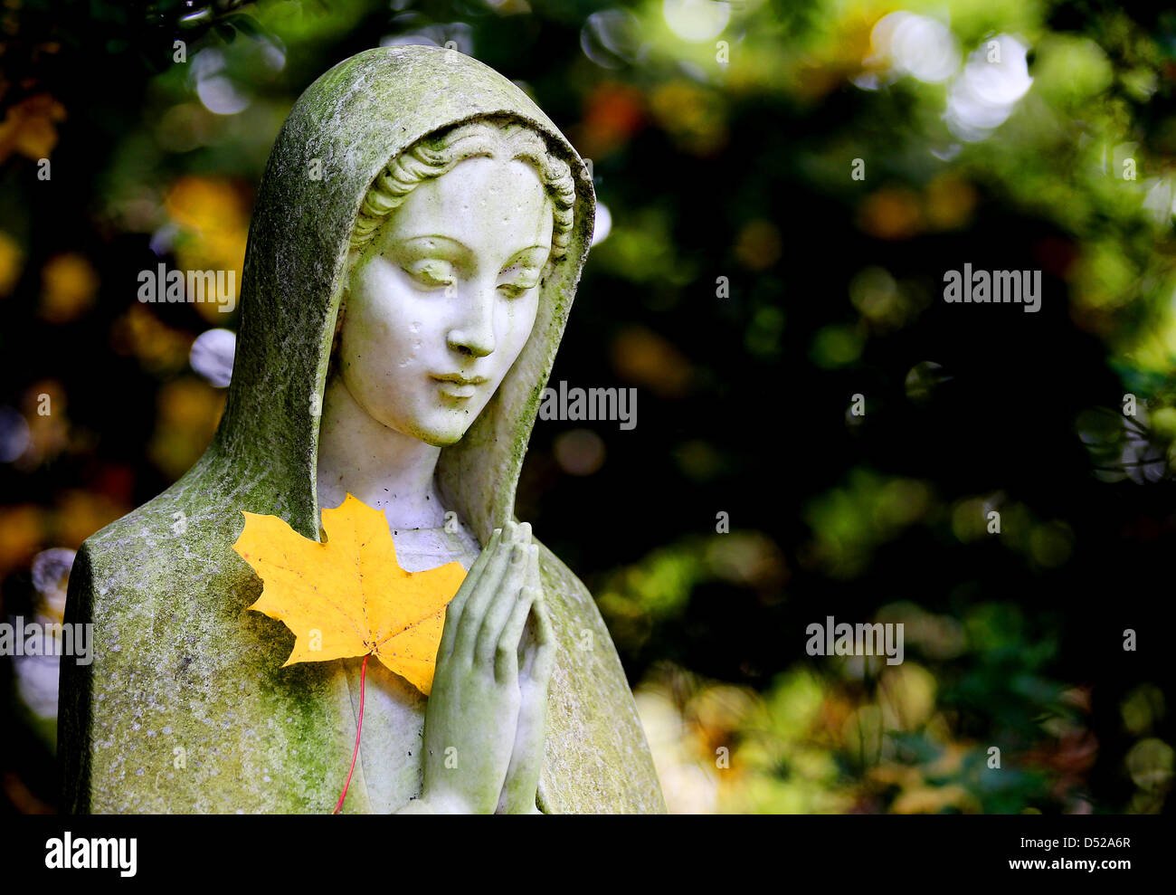 A yellow maple leaf lies on an angel statue at the 'Melaten' graveyard ...