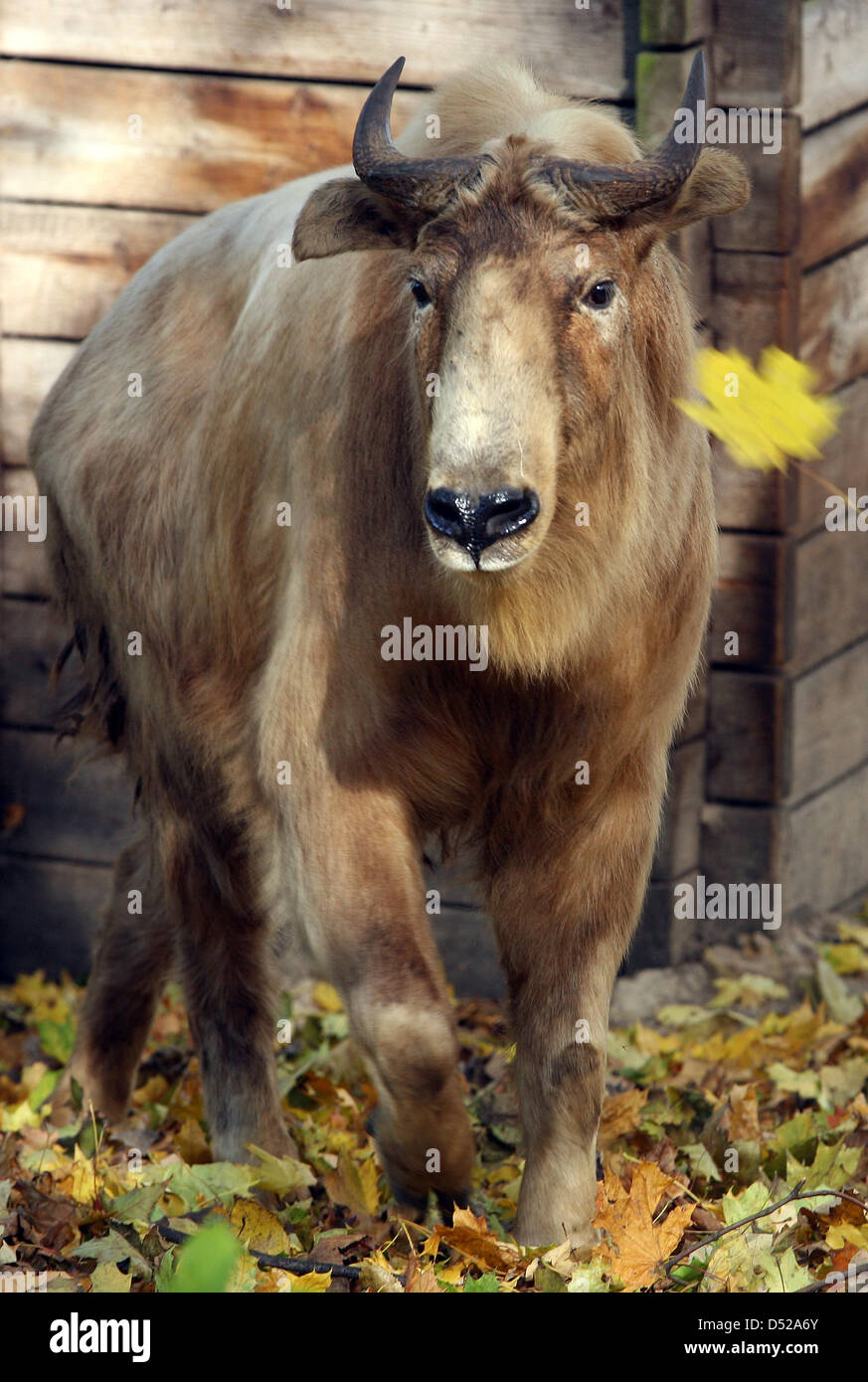 A golden takin stands in his enclosure at the Tierpark, a zoo in the ...