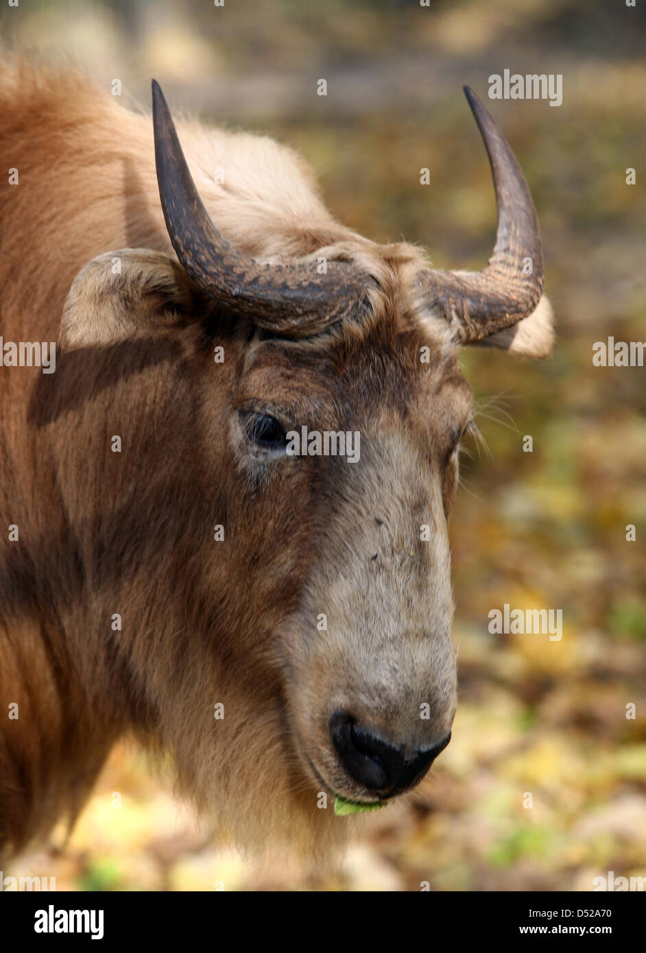 A golden takin stands in his enclosure at the Tierpark, a zoo in the ...