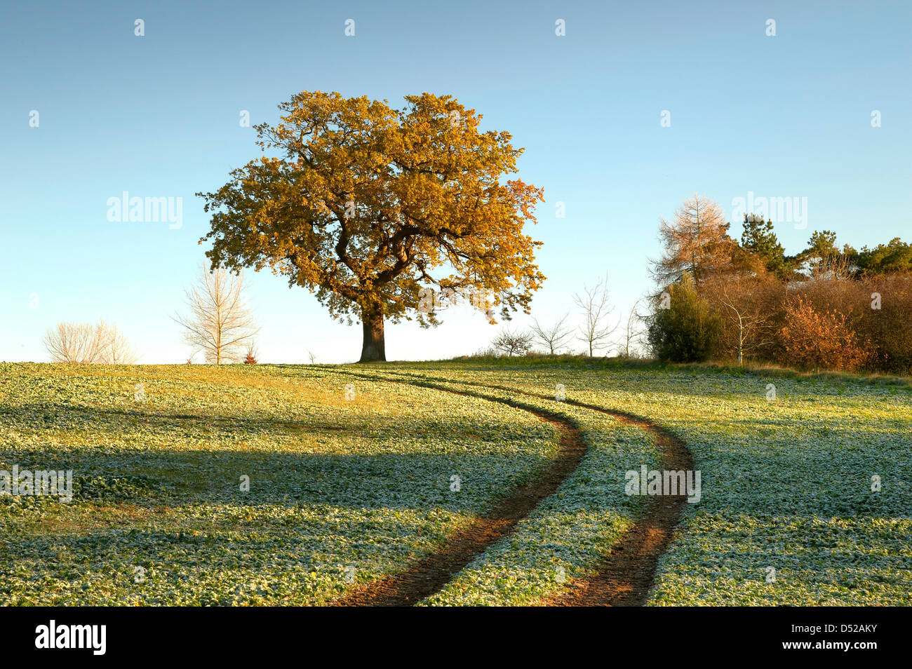 Single oak tree in a field with tracks leading towards it Stock Photo ...