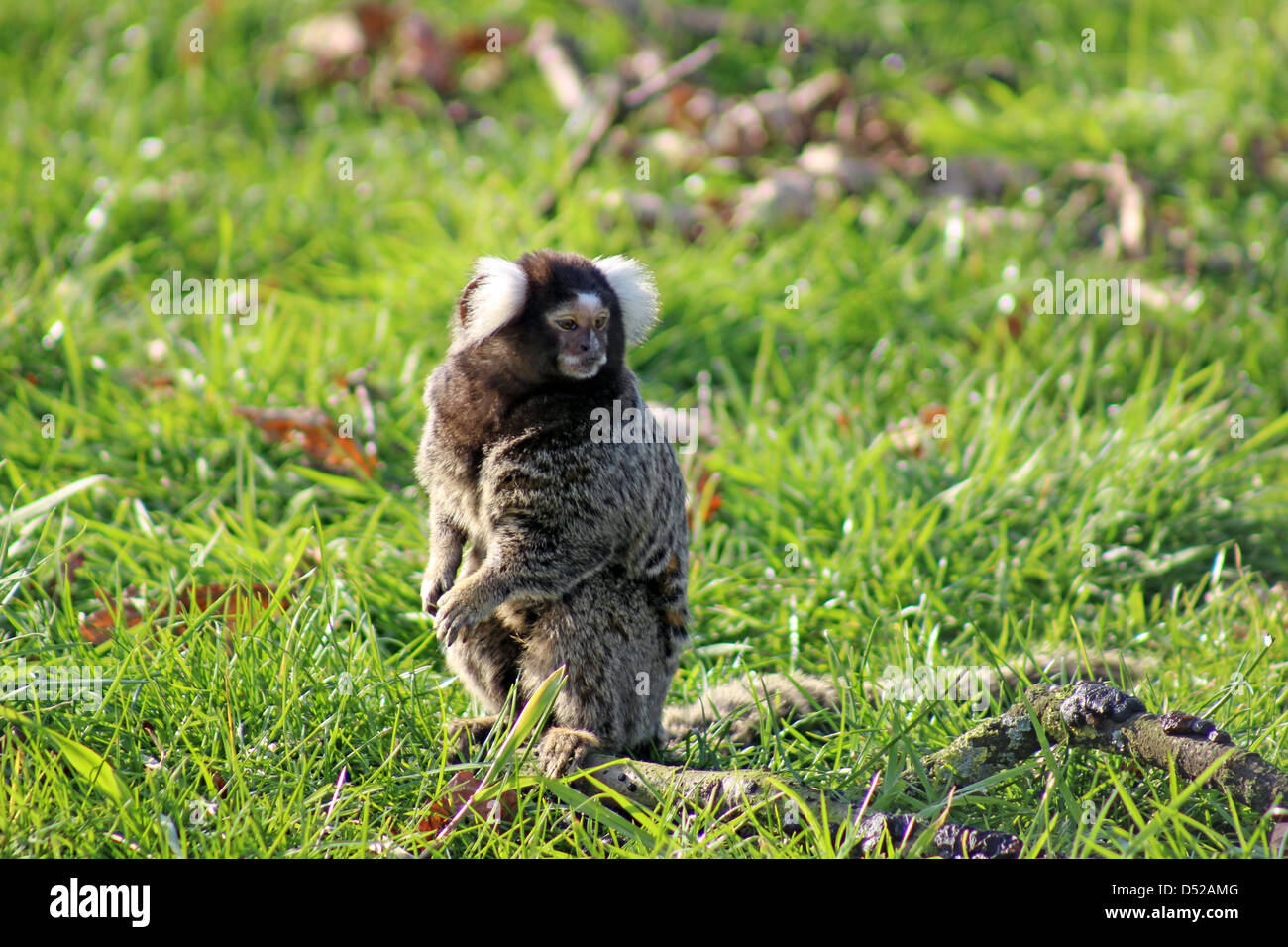 Black fur marmoset hi-res stock photography and images - Alamy