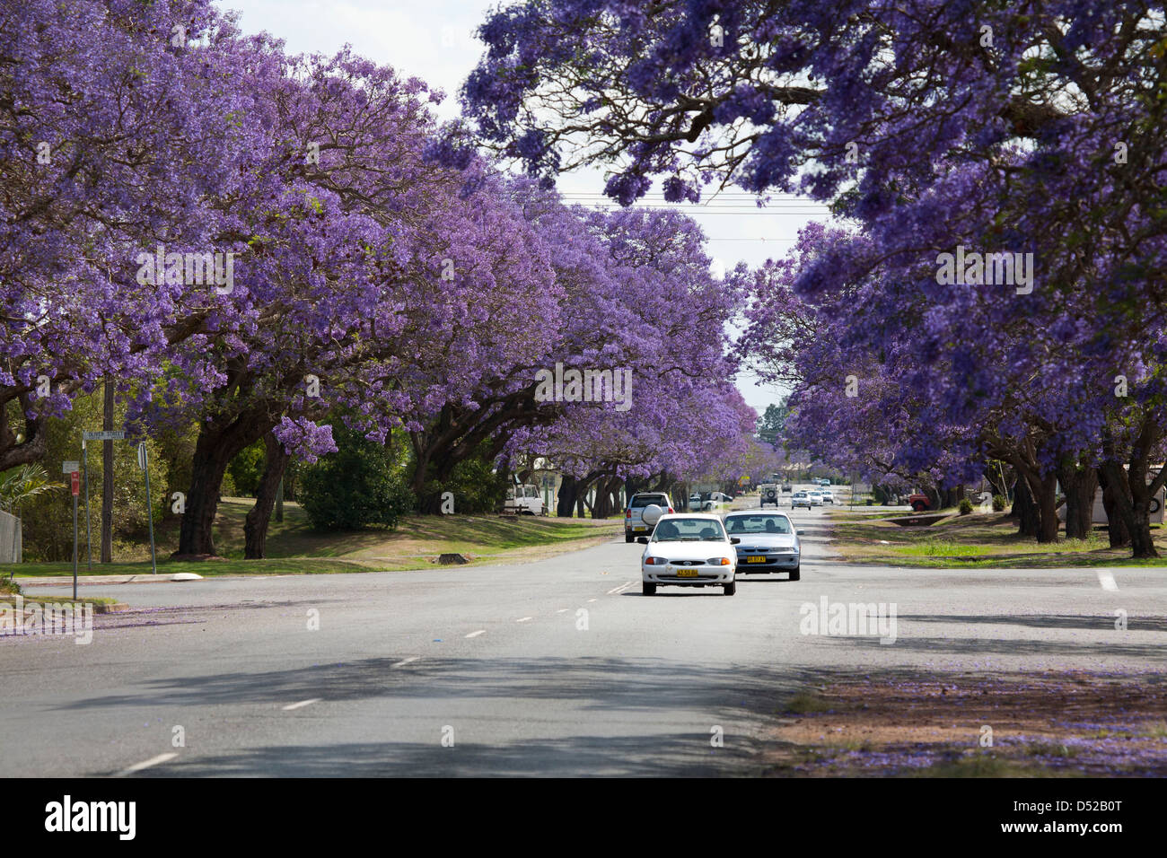 Jacaranda trees australia hi-res stock photography and images - Alamy