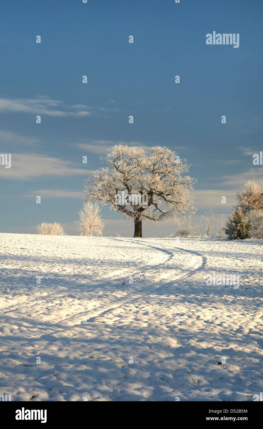 Oak in snow hi-res stock photography and images - Alamy