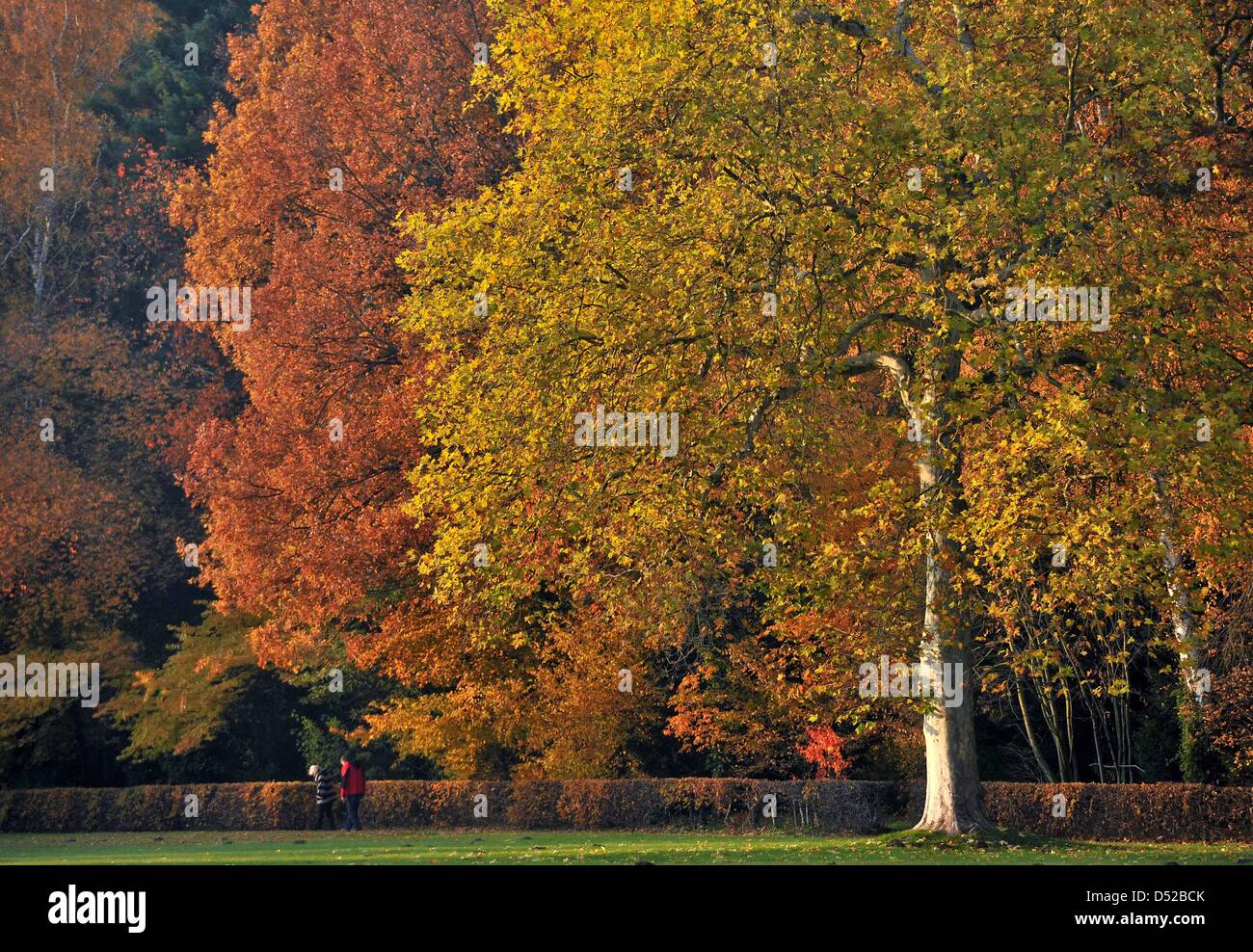 Trees in autumn colours stand at the Schlosspark in Oranienbaum ...