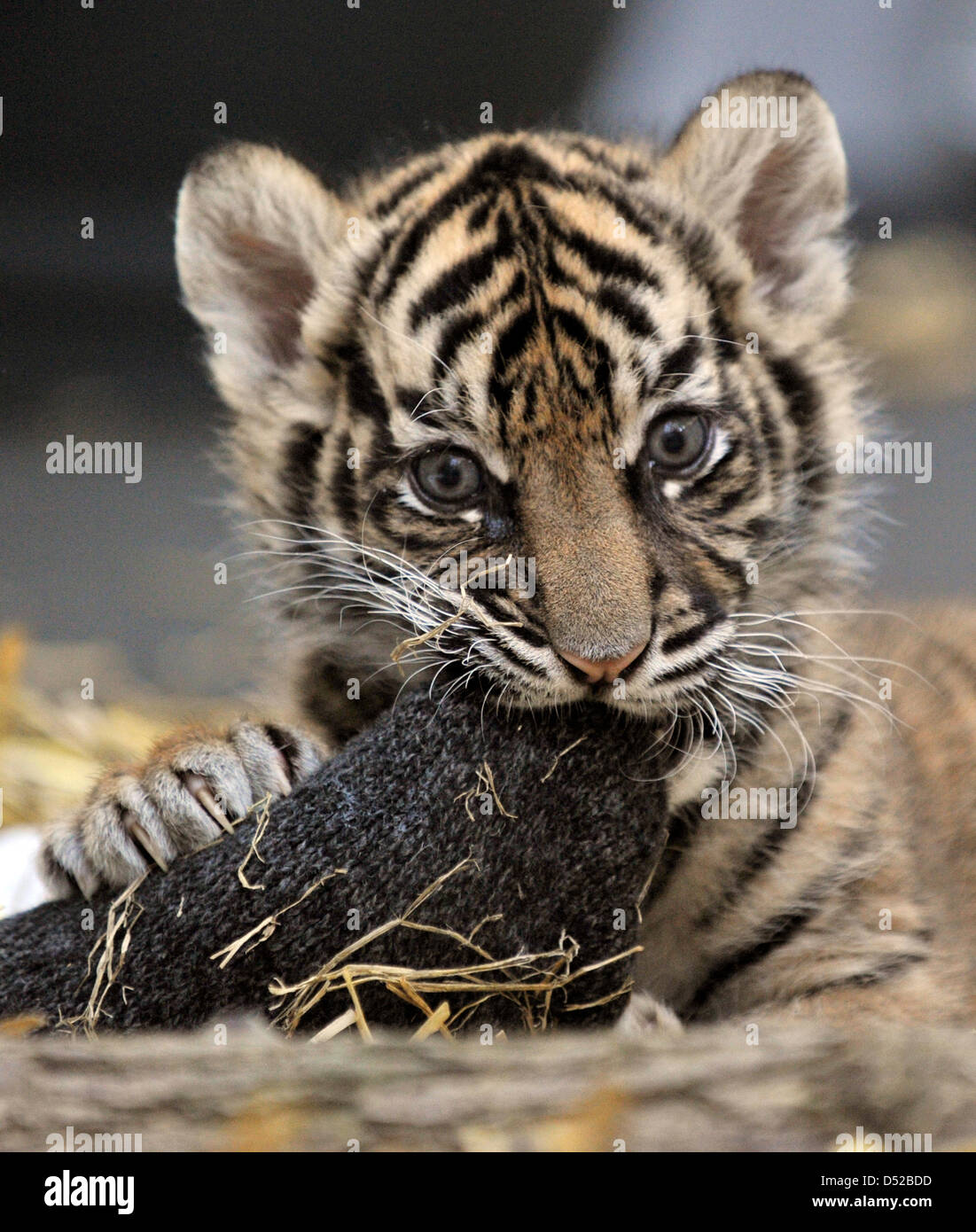 Sumatran tiger cub 'Daseep' plays in her enclosure at the zoo in ...