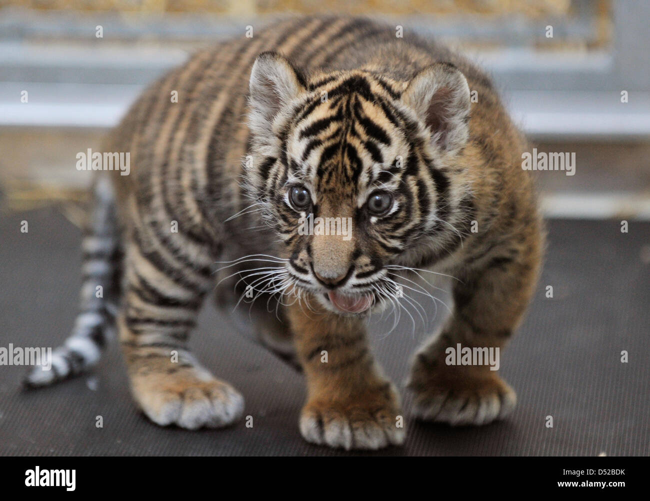 Sumatran tiger cub 'Daseep' plays in her enclosure at the zoo in ...