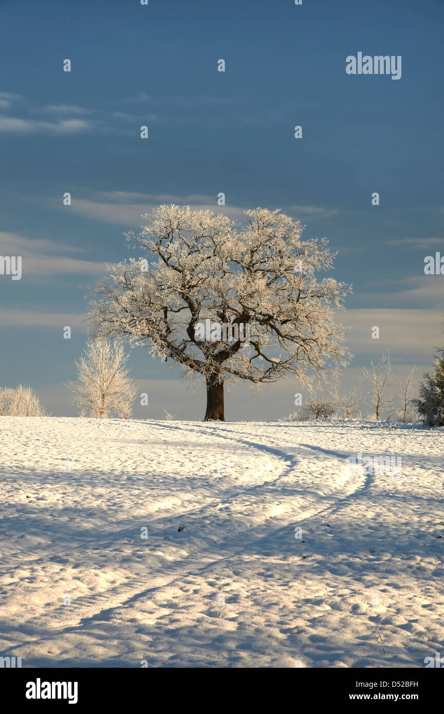 Single oak tree in winter snow with blue sky Stock Photo - Alamy