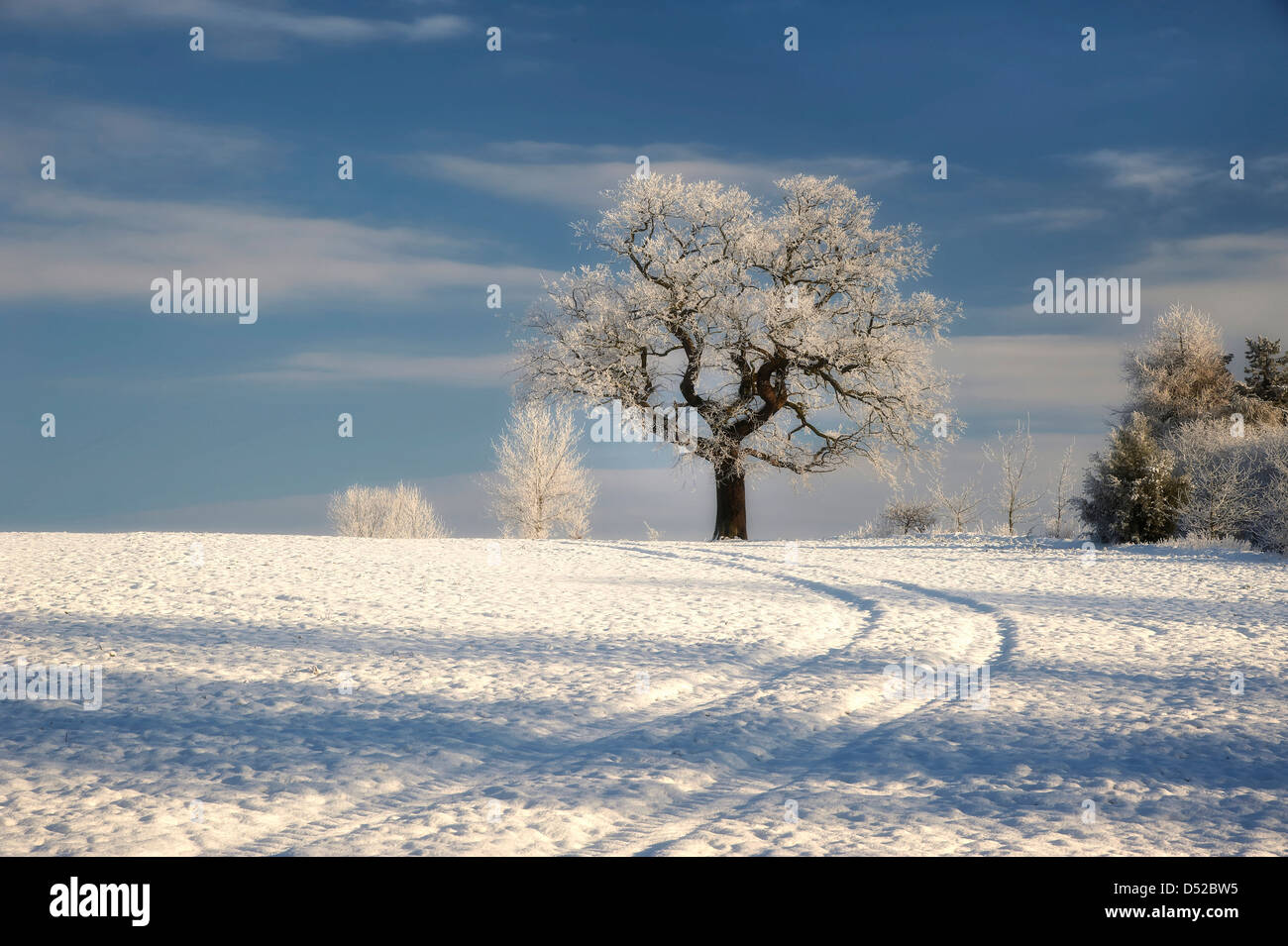 Single oak tree in winter snow with blue sky Stock Photo - Alamy