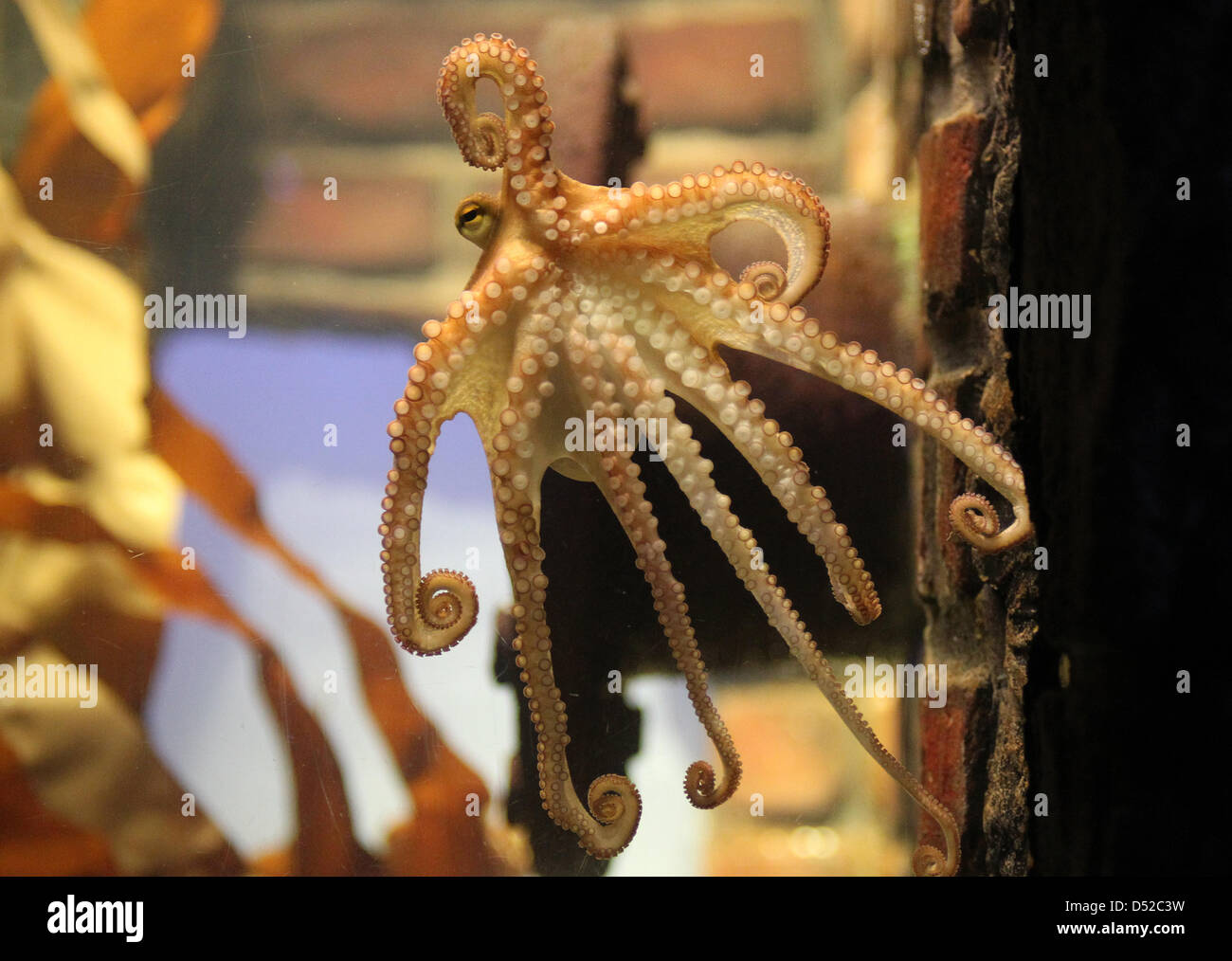 POOLFOTOS - Der junge Krake Paul, Nachfolger des großen ...