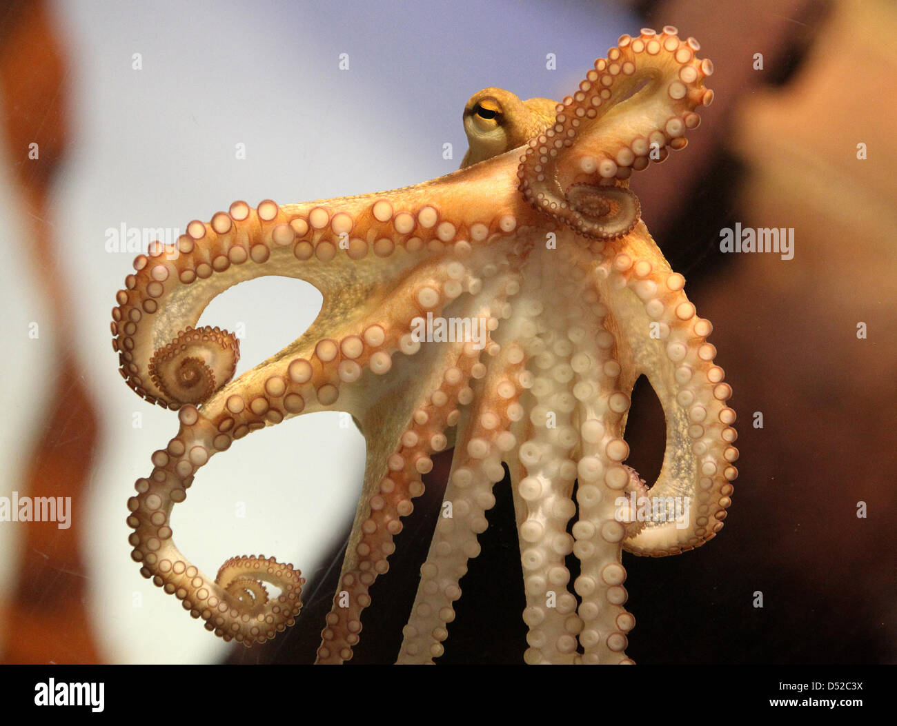 POOLFOTOS - Der junge Krake Paul, Nachfolger des großen ...