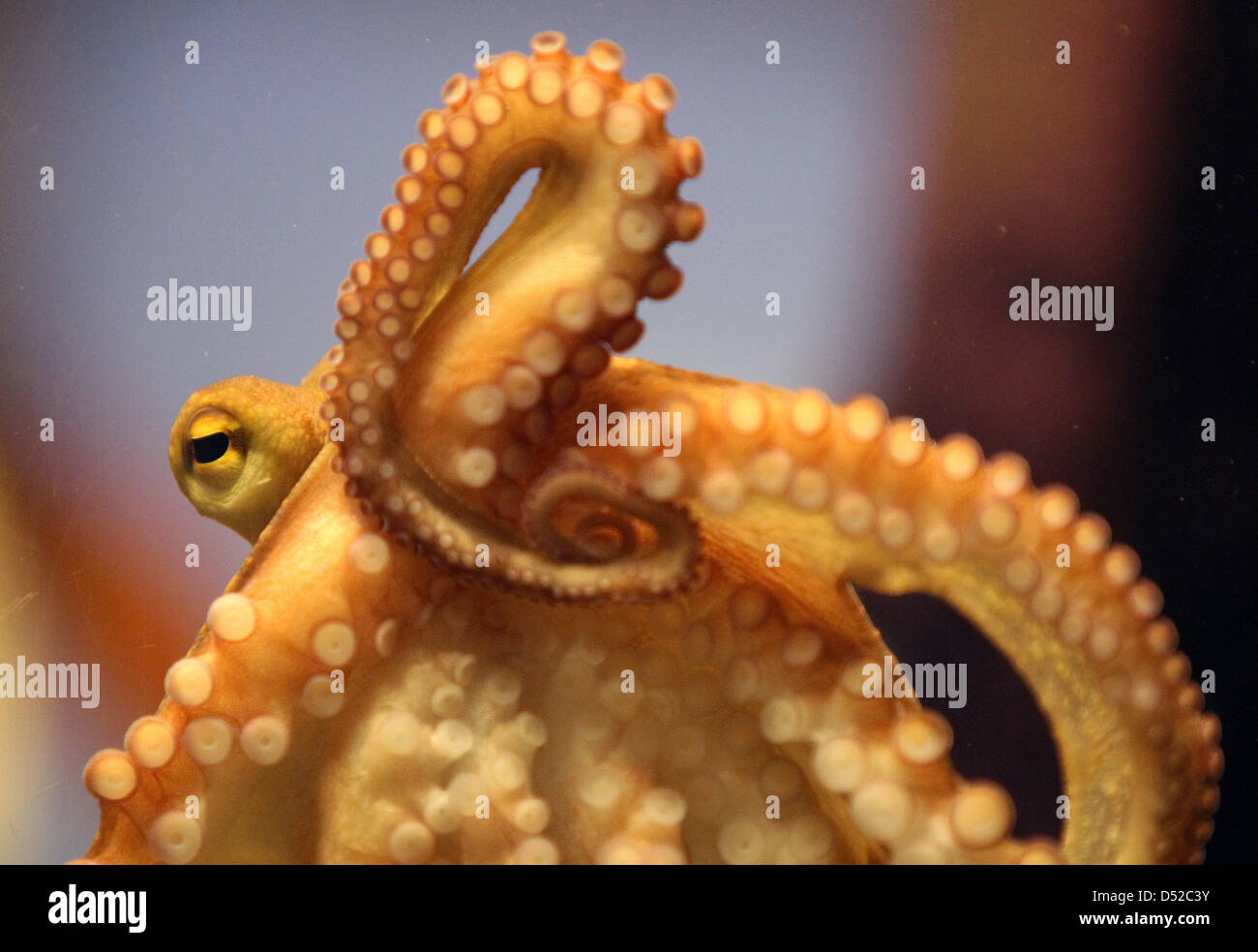 POOLFOTOS - Der junge Krake Paul, Nachfolger des großen ...