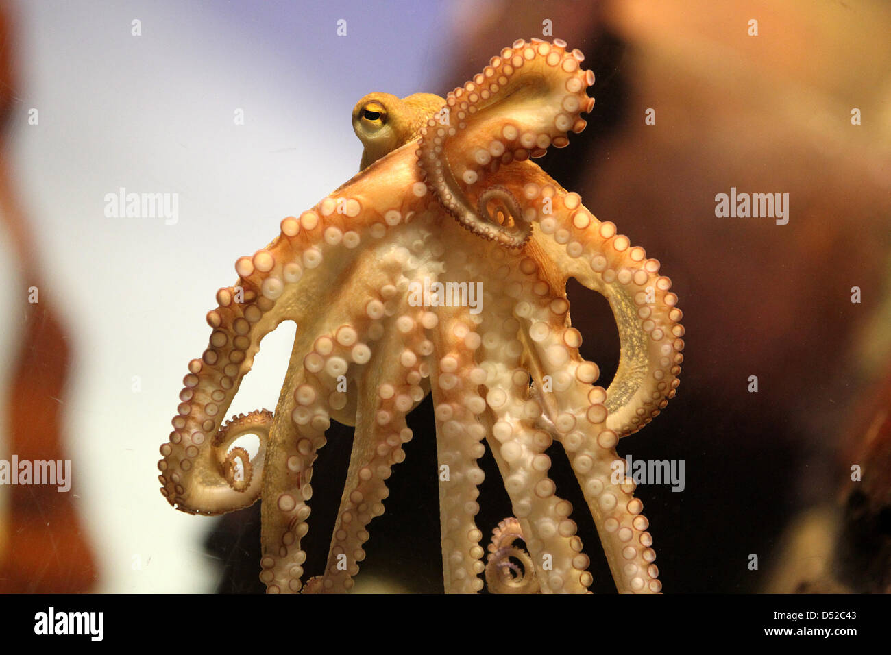 POOLFOTOS - Der junge Krake Paul, Nachfolger des großen ...