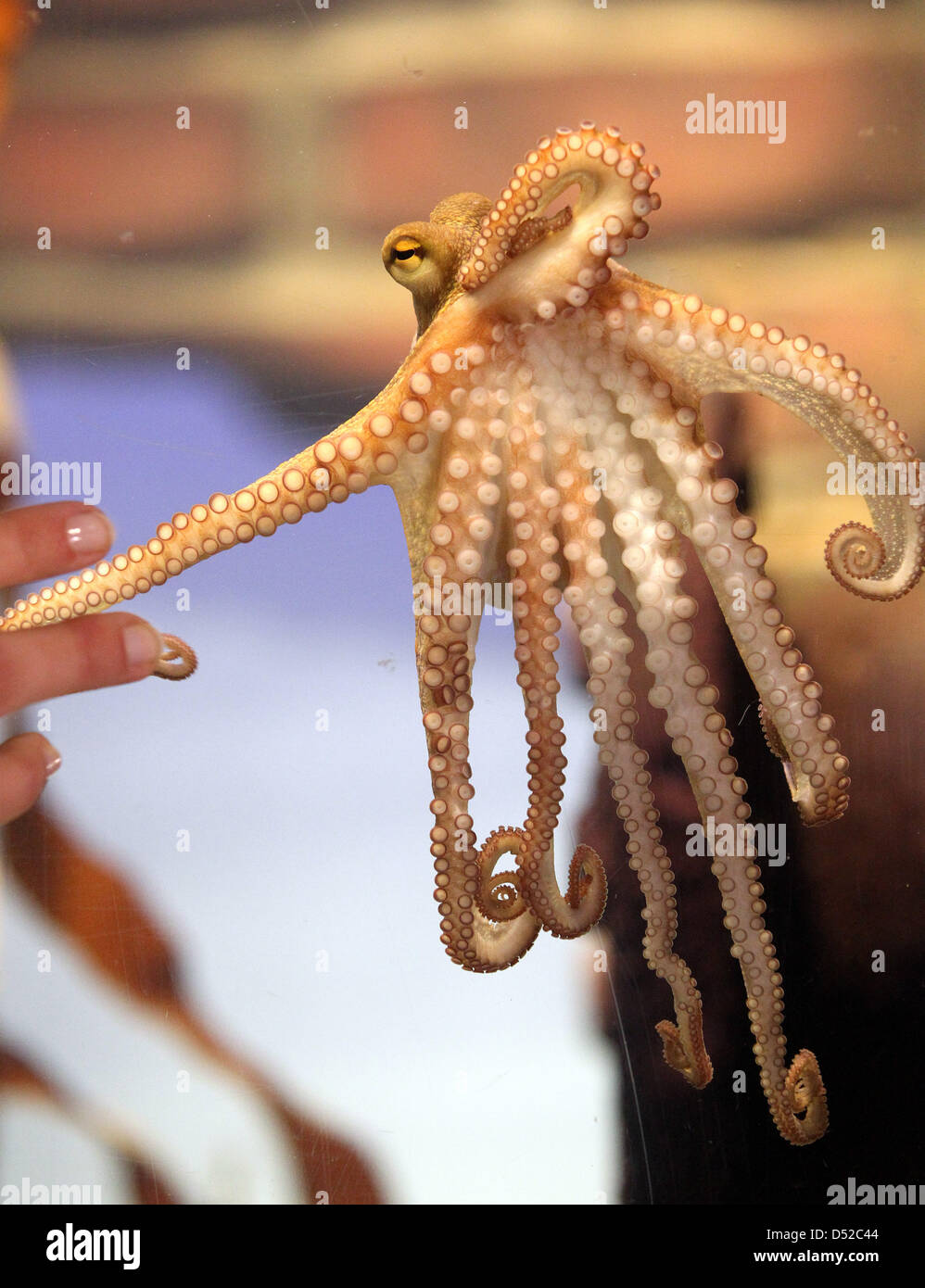 POOLFOTOS - Der junge Krake Paul, Nachfolger des großen ...