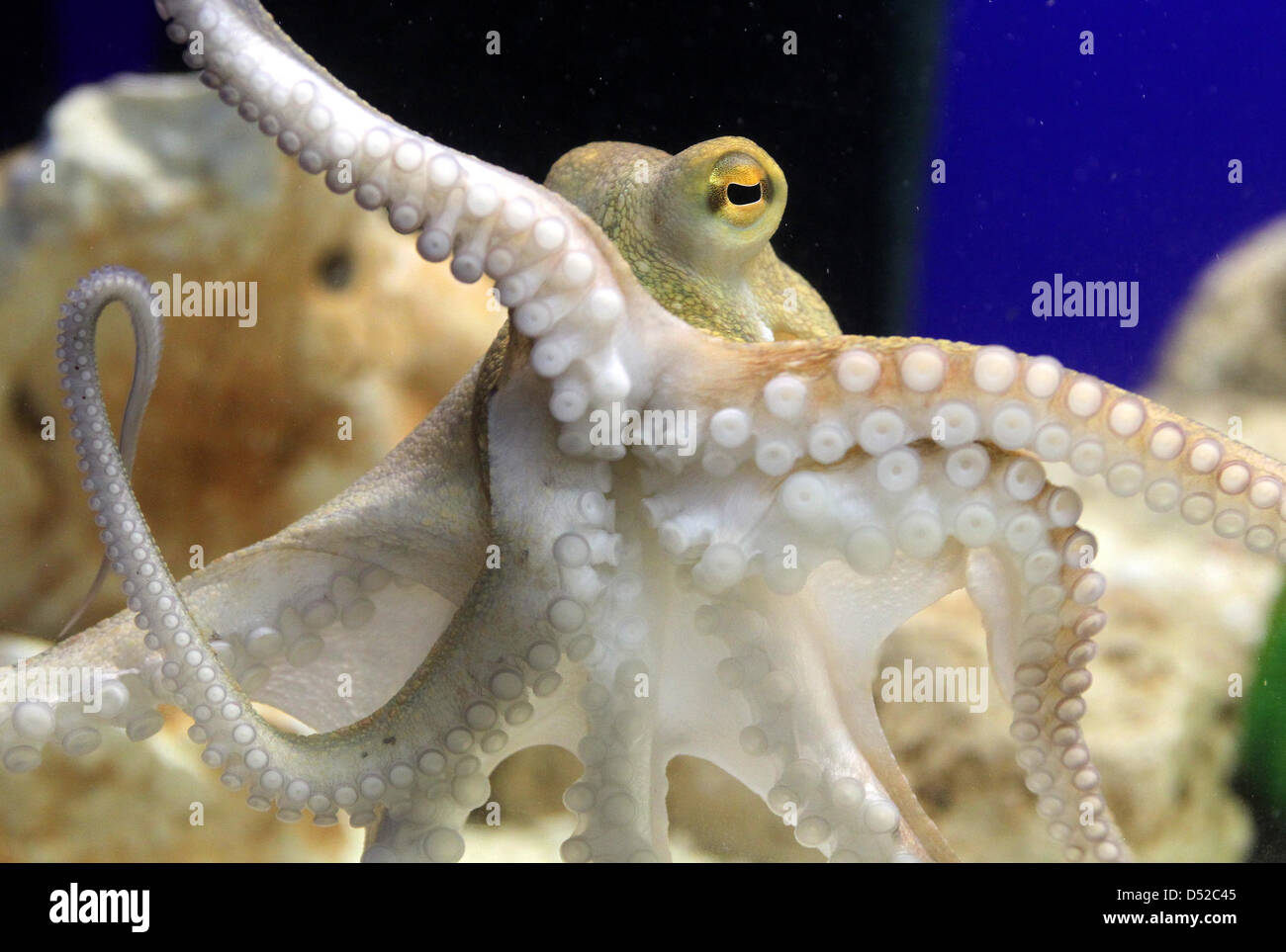 POOLFOTOS - Der junge Krake Paul, Nachfolger des großen ...