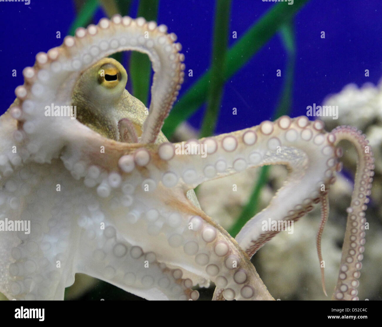 POOLFOTOS - Der junge Krake Paul, Nachfolger des großen ...