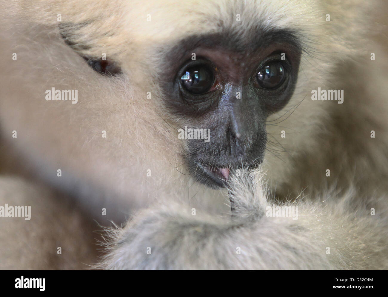 (FILE) - A picture dated 05 July 2010 shows gibbon-baby Walli, that was ...