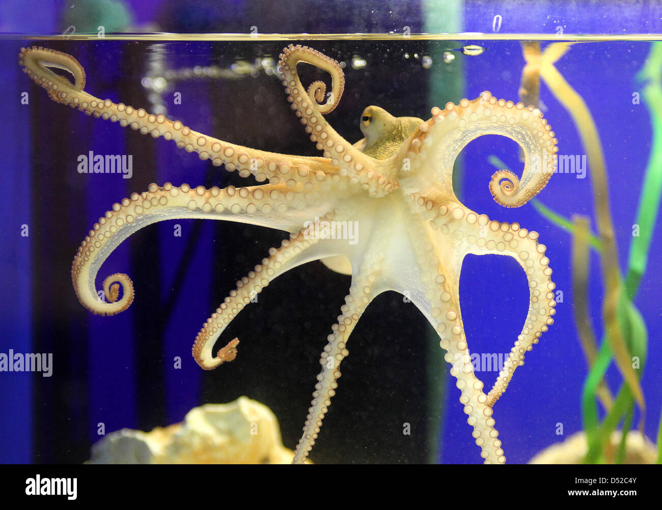 POOLFOTOS - Der junge Krake Paul, Nachfolger des großen ...