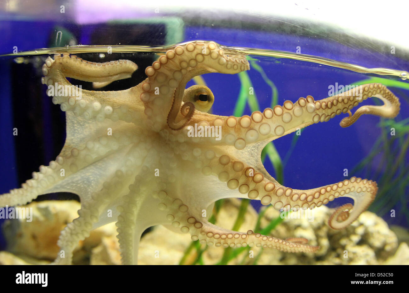 POOLFOTOS - Der junge Krake Paul, Nachfolger des großen ...