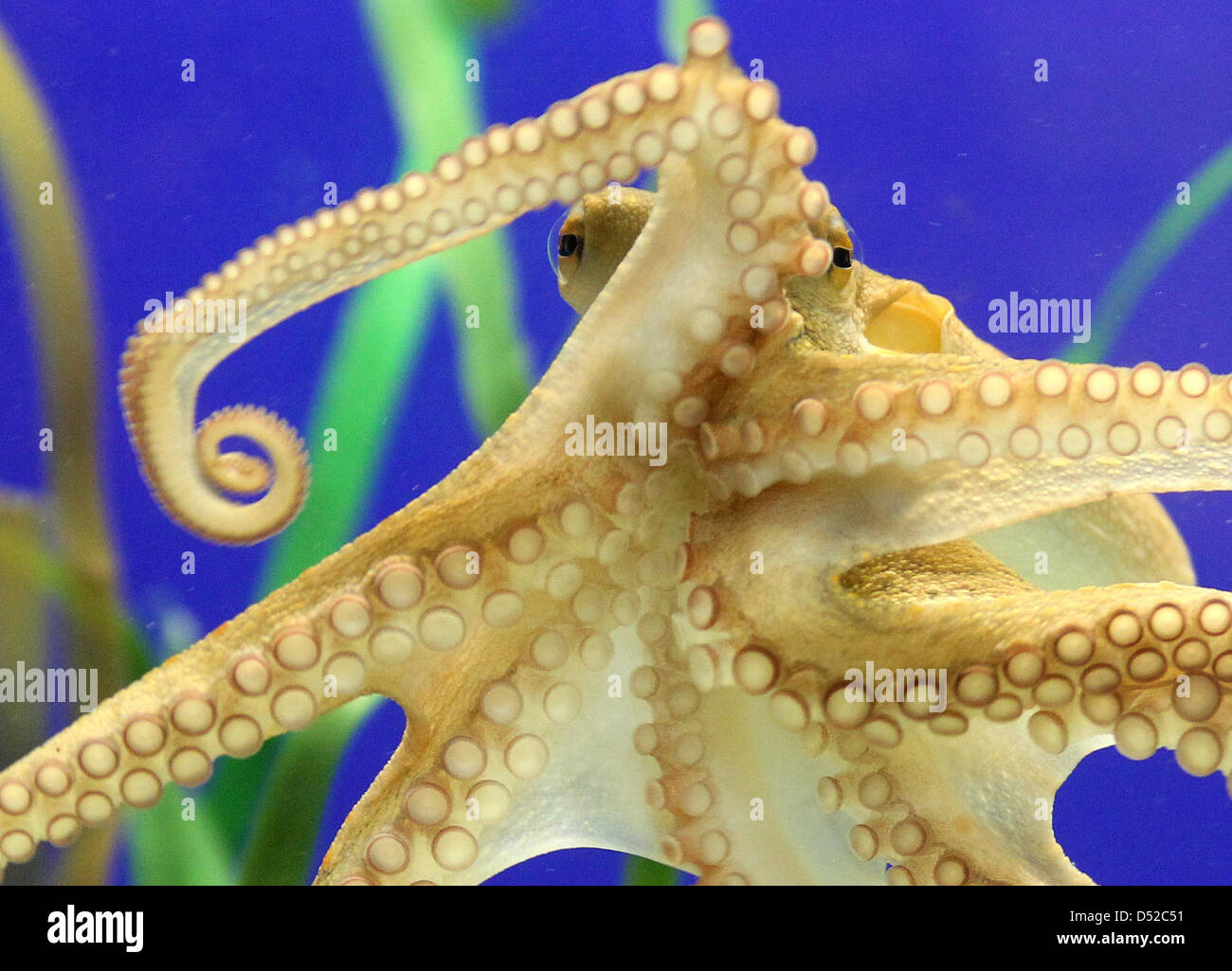 POOLFOTOS - Der junge Krake Paul, Nachfolger des großen ...