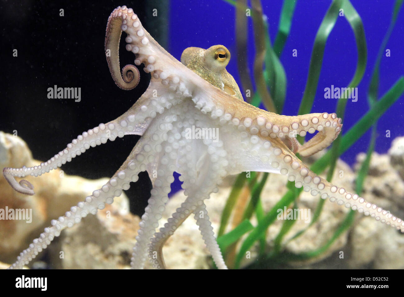POOLFOTOS - Der junge Krake Paul, Nachfolger des großen ...