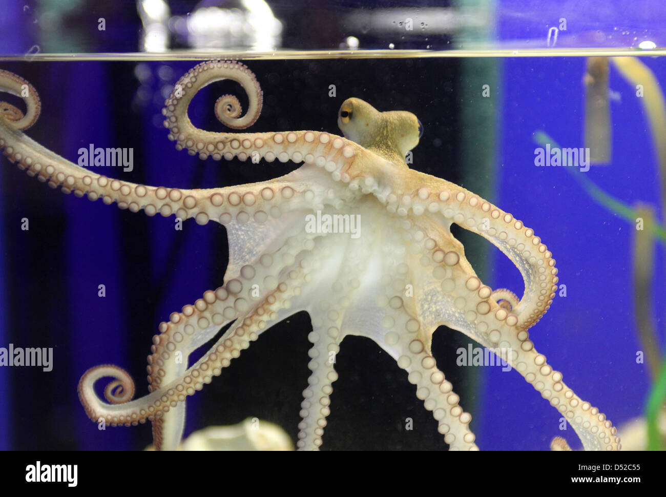 POOLFOTOS - Der junge Krake Paul, Nachfolger des großen ...