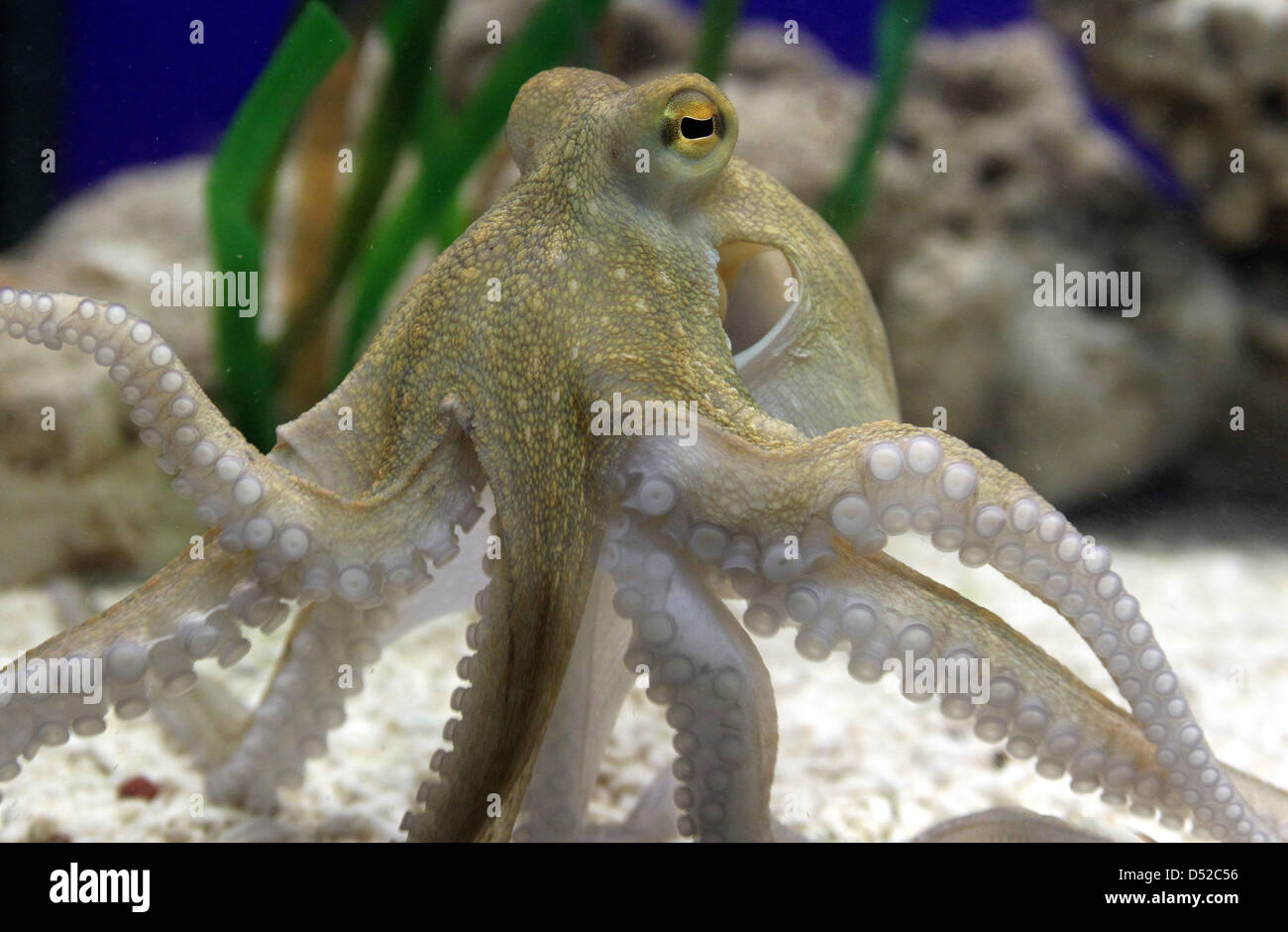 POOLFOTOS - Der junge Krake Paul, Nachfolger des großen ...