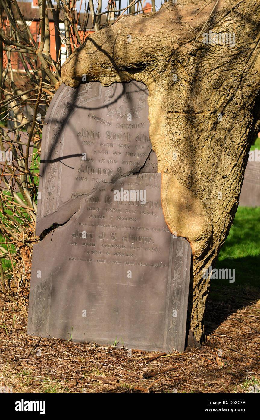 Tree Growing Around a Tombstone.Nottingham England Stock Photo - Alamy
