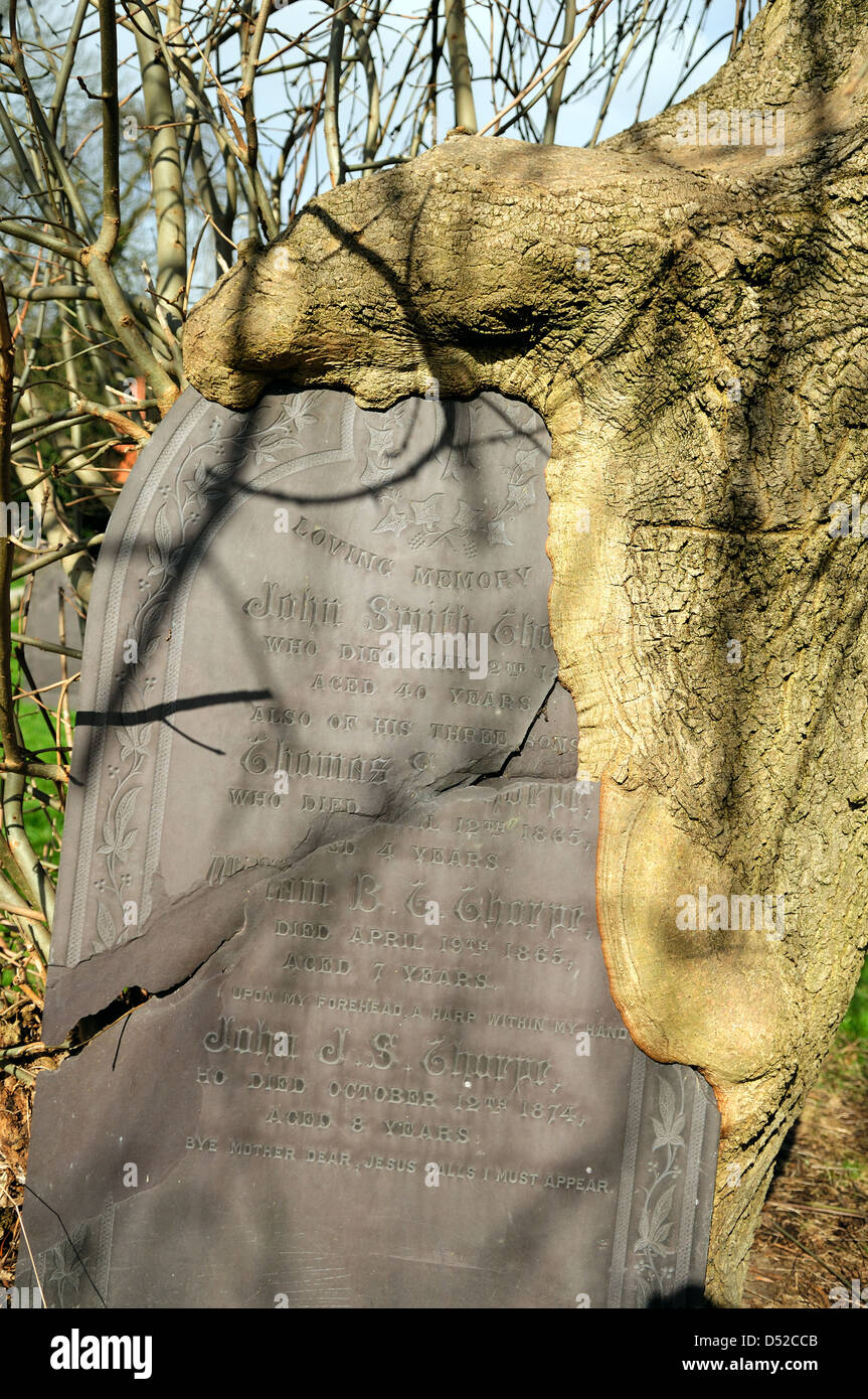 Tree Growing Around a Tombstone.Nottingham England Stock Photo - Alamy