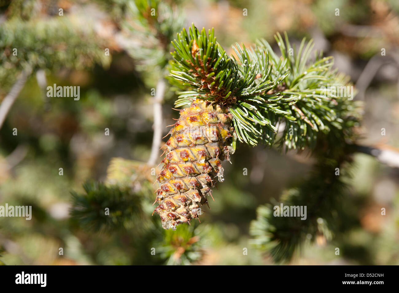 Tree sap on pine tree hi-res stock photography and images - Alamy